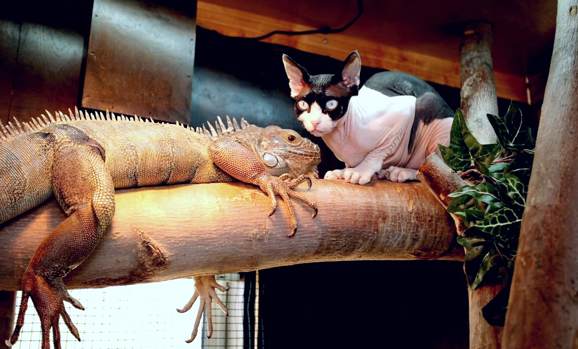 Tiny House Expedition - His 10-ft Wide Tiny House with Exotic Pets